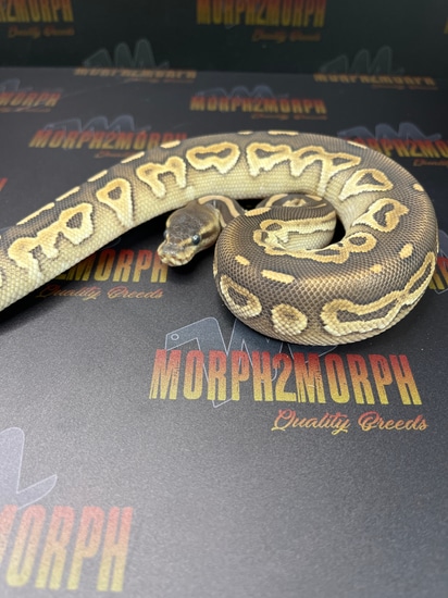 Cinny Phantom Ball Python by Morph 2 Morph