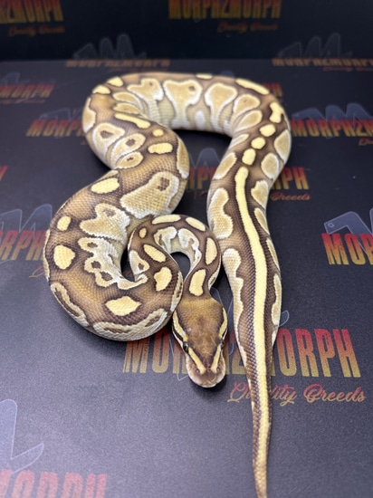 Lesser Pastel Ball Python by Morph 2 Morph