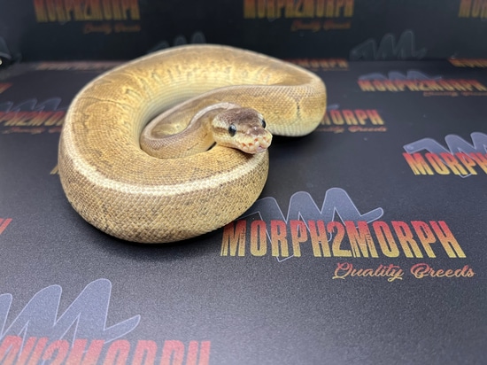 Cinny Pastel Pinstripe Pos OD Ball Python by Morph 2 Morph