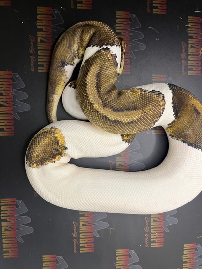 Black Pewter Pied (Proven) Ball Python by Morph 2 Morph