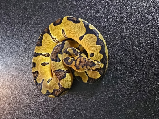 Enchi Clown Ball Python by MorphWest Exotics