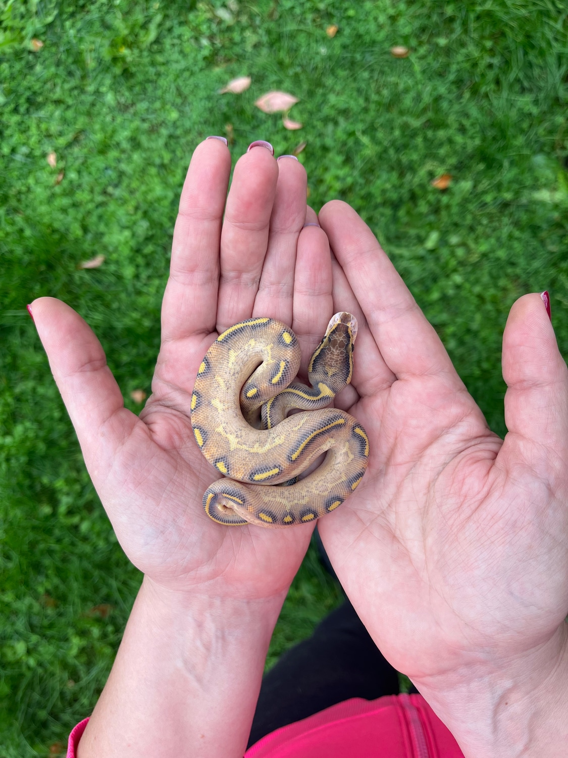 Highway Freeway Ball Python by Morphworx - MorphMarket