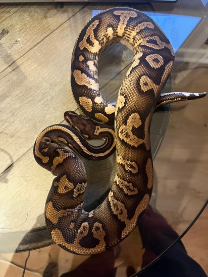 Male Confusion Yellowbelly Mojave Ball Python by Morphworx