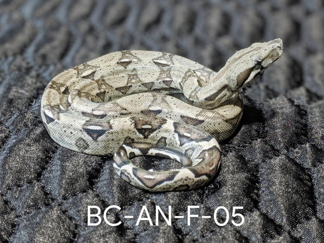Pastel Dream Anery Boa Constrictor by Mortal Coil Serpentry - MorphMarket