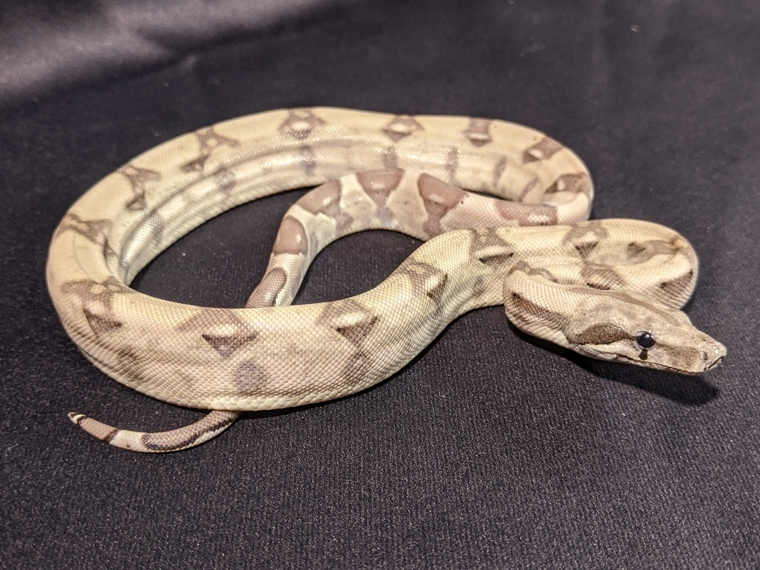 Pastel Dream Ghost Boa Constrictor by Mortal Coil Serpentry - MorphMarket