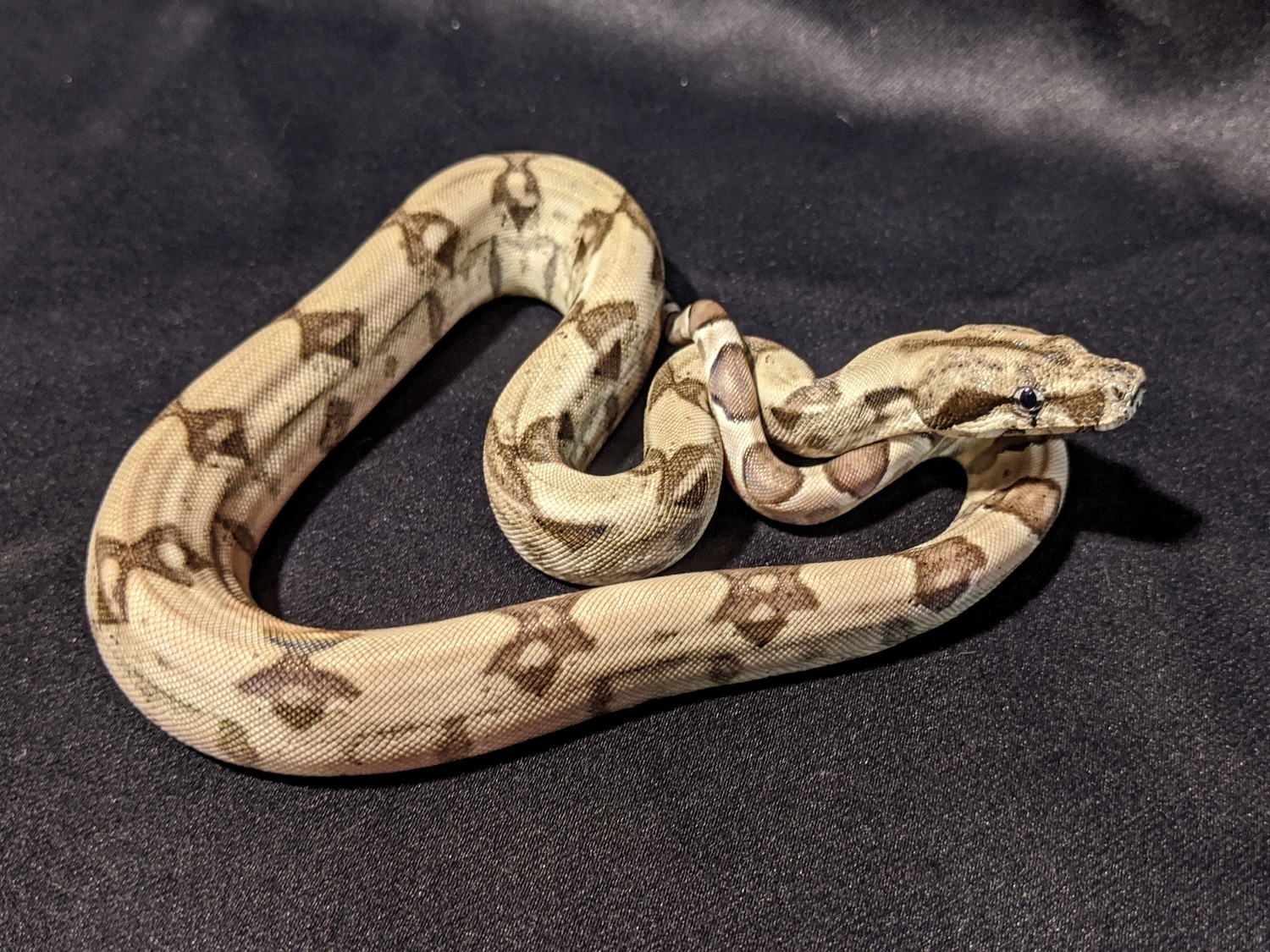 Pastel Dream Ghost Boa Constrictor by Mortal Coil Serpentry - MorphMarket