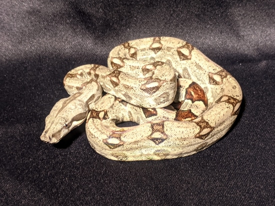 Het Kahl Boa Constrictor by Mortal Coil Serpentry