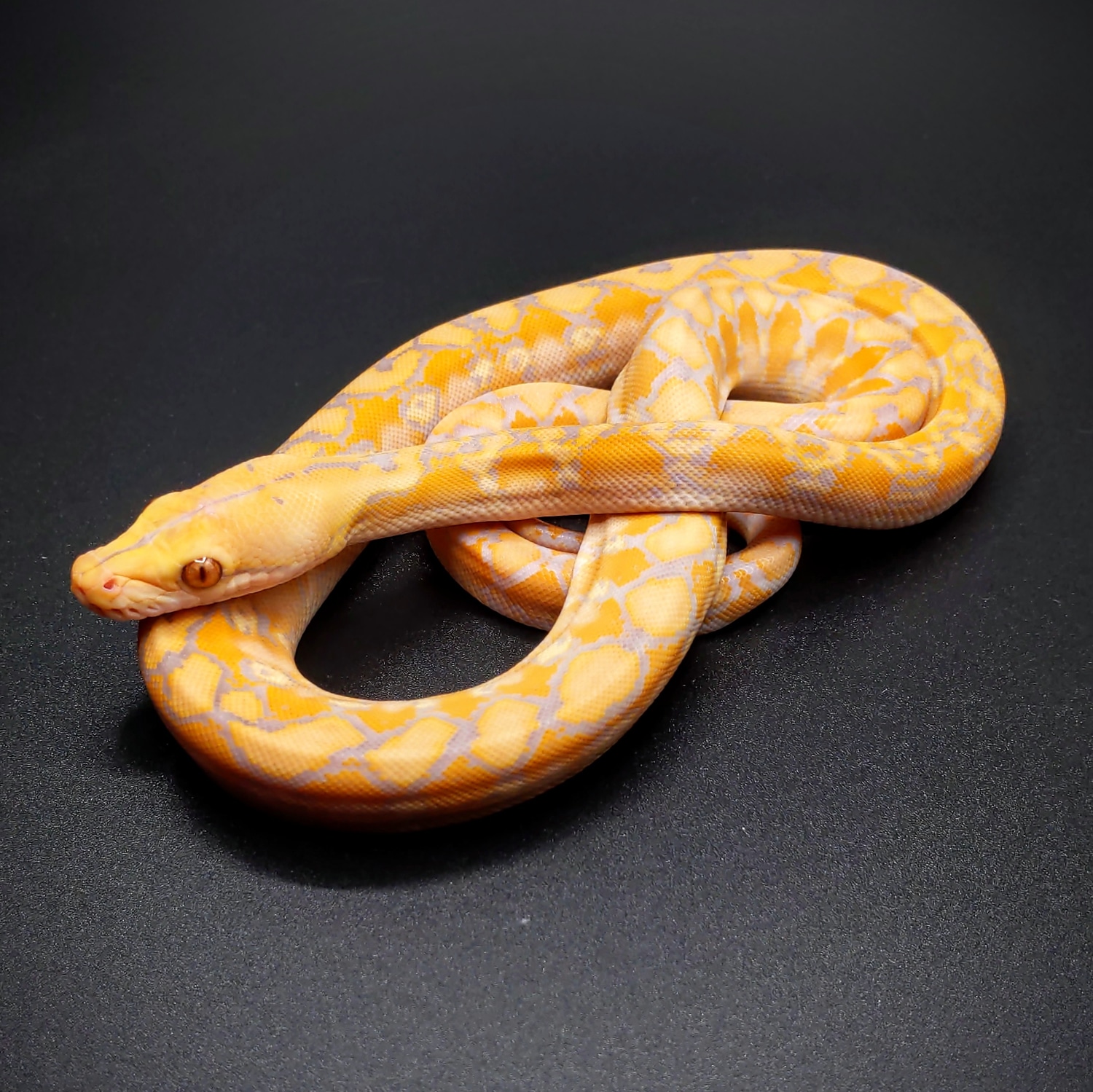2022 Lavender Albino Het. Anery 32.0125% Kalaotoa/32.0125% Jampea ...