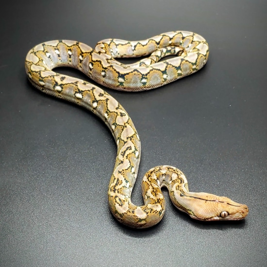 2022 Anery Het. Albino 32.0125% Kalaotoa/32.0125% Jampea Reticulated ...