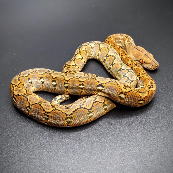 2022 Normal Het. Snow 32.0125% Kalaotoa/32.0125% Jampea Reticulated ...