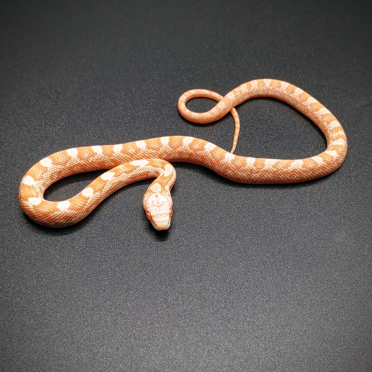 Amel 100% Het. Scaleless Western Rat Snake by Mortal Coil Serpentry ...