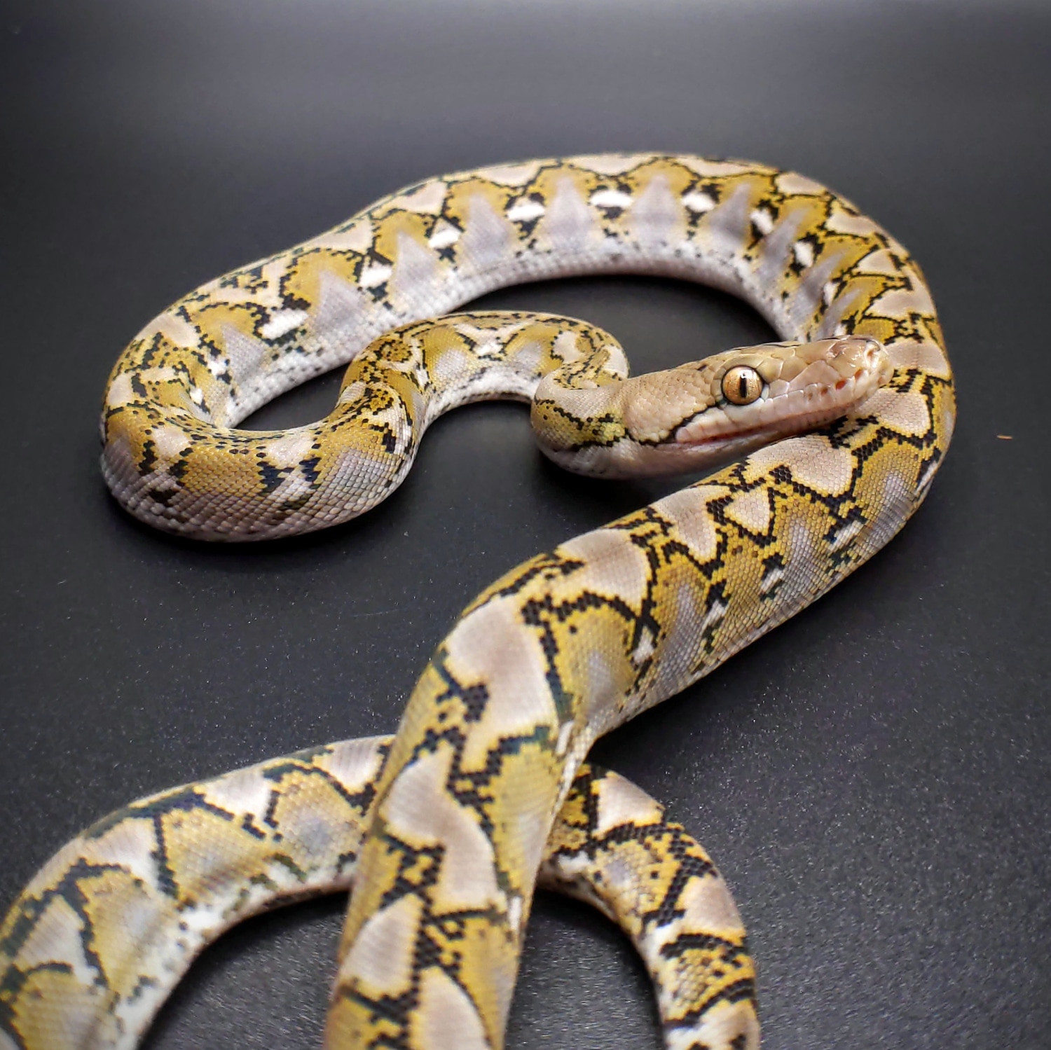 2022 Normal Het. Snow 32.0125% Kalaotoa/32.0125% Jampea Reticulated ...