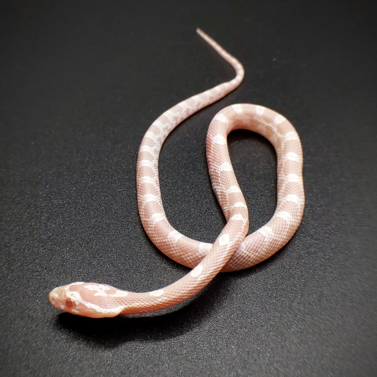Snow 50% Het. Stripe Corn Snake by Mortal Coil Serpentry - MorphMarket