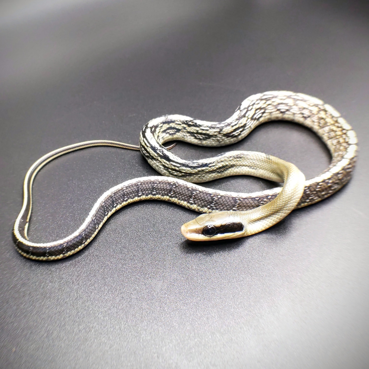 Vietnamese Blue Beauty Rat Snake by Mortal Coil Serpentry - MorphMarket
