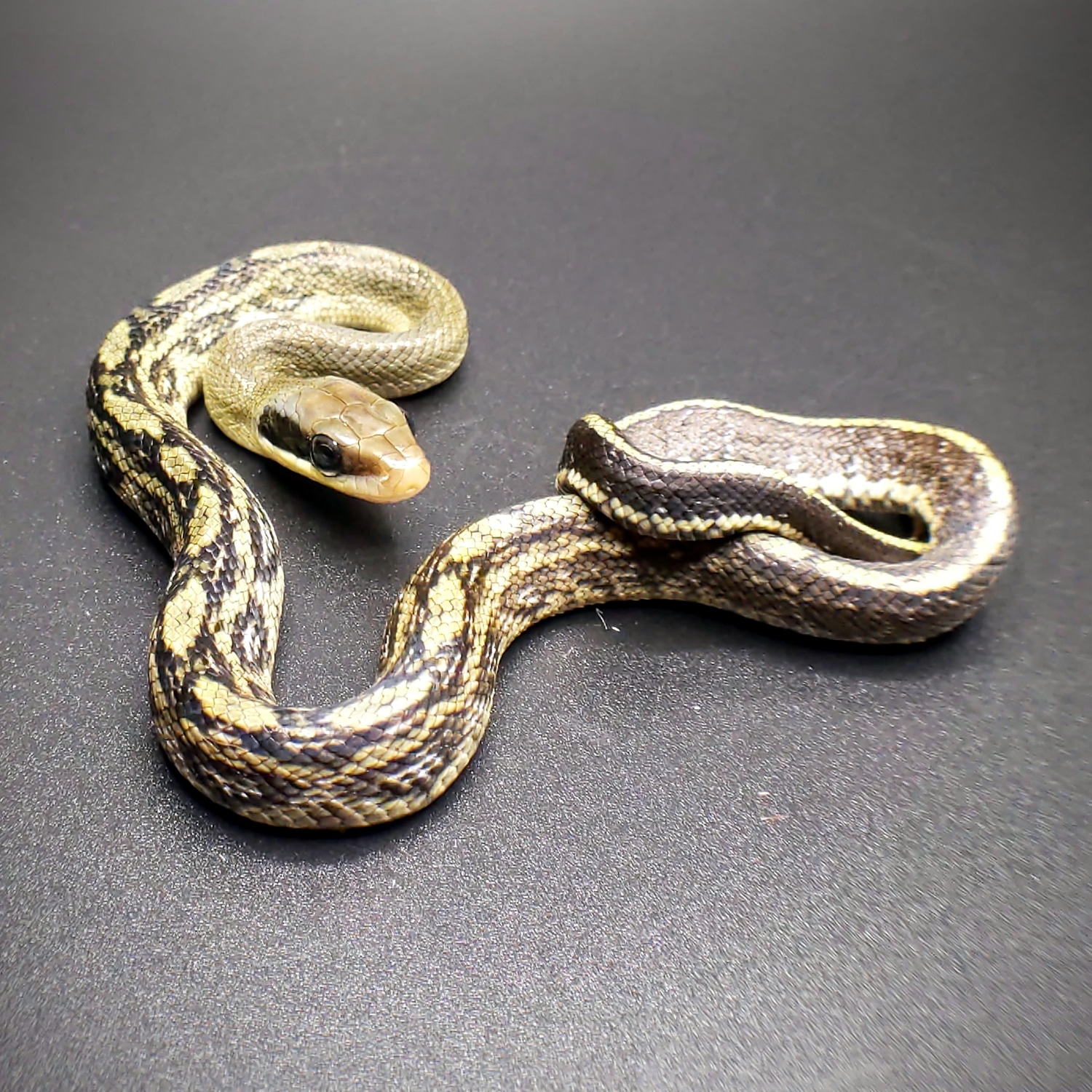 Vietnamese Blue Beauty Rat Snake by Mortal Coil Serpentry - MorphMarket