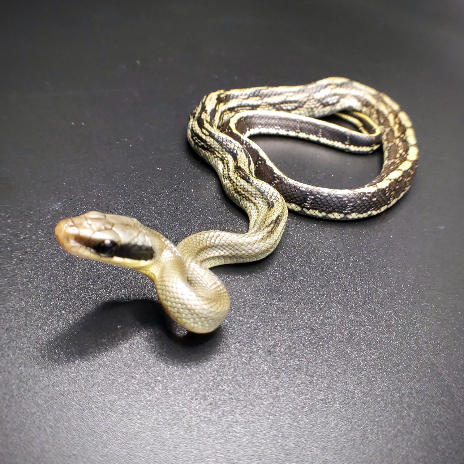 Vietnamese Blue Beauty Rat Snake by Mortal Coil Serpentry - MorphMarket