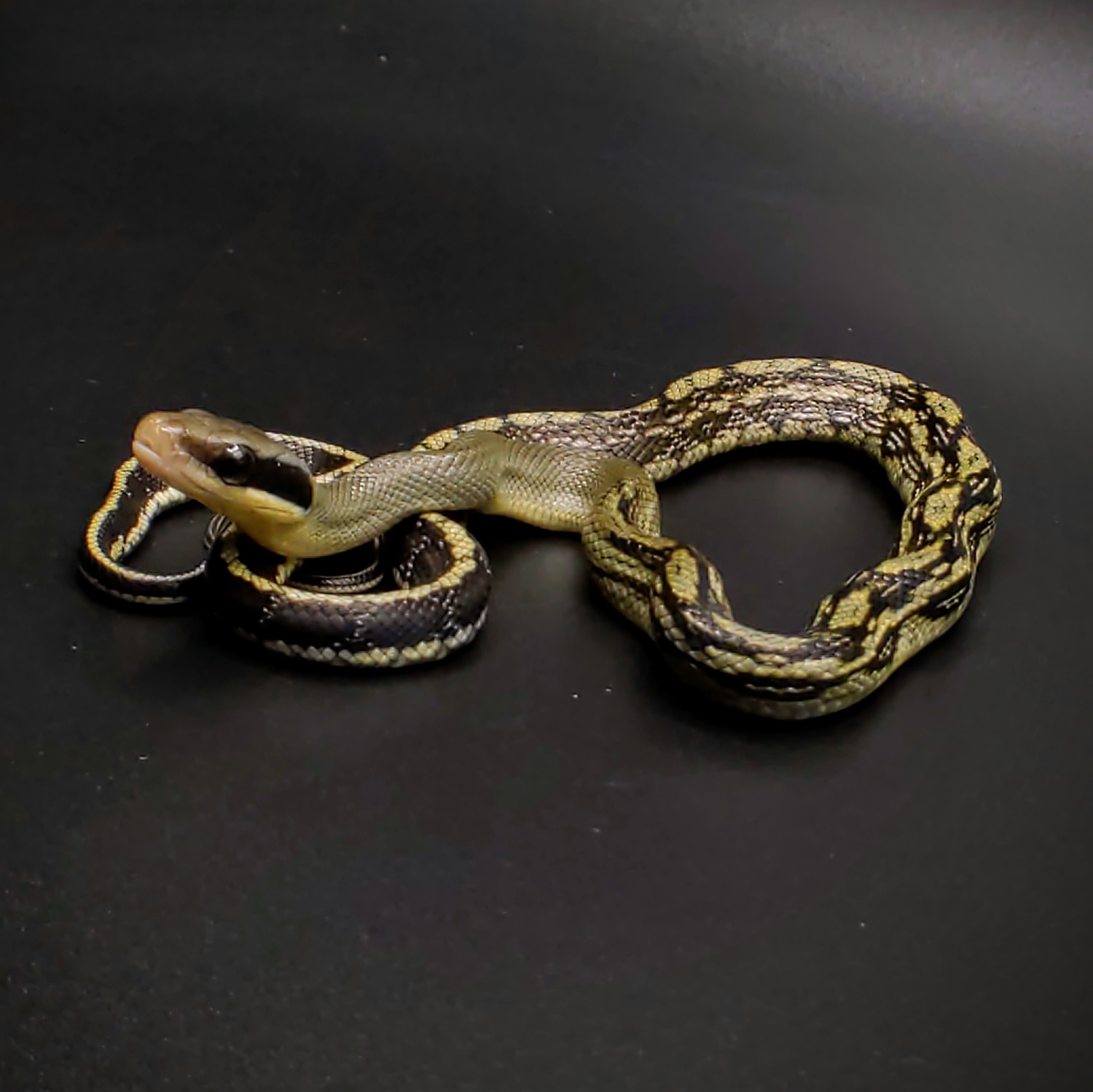 Vietnamese Blue Beauty Rat Snake by Mortal Coil Serpentry - MorphMarket