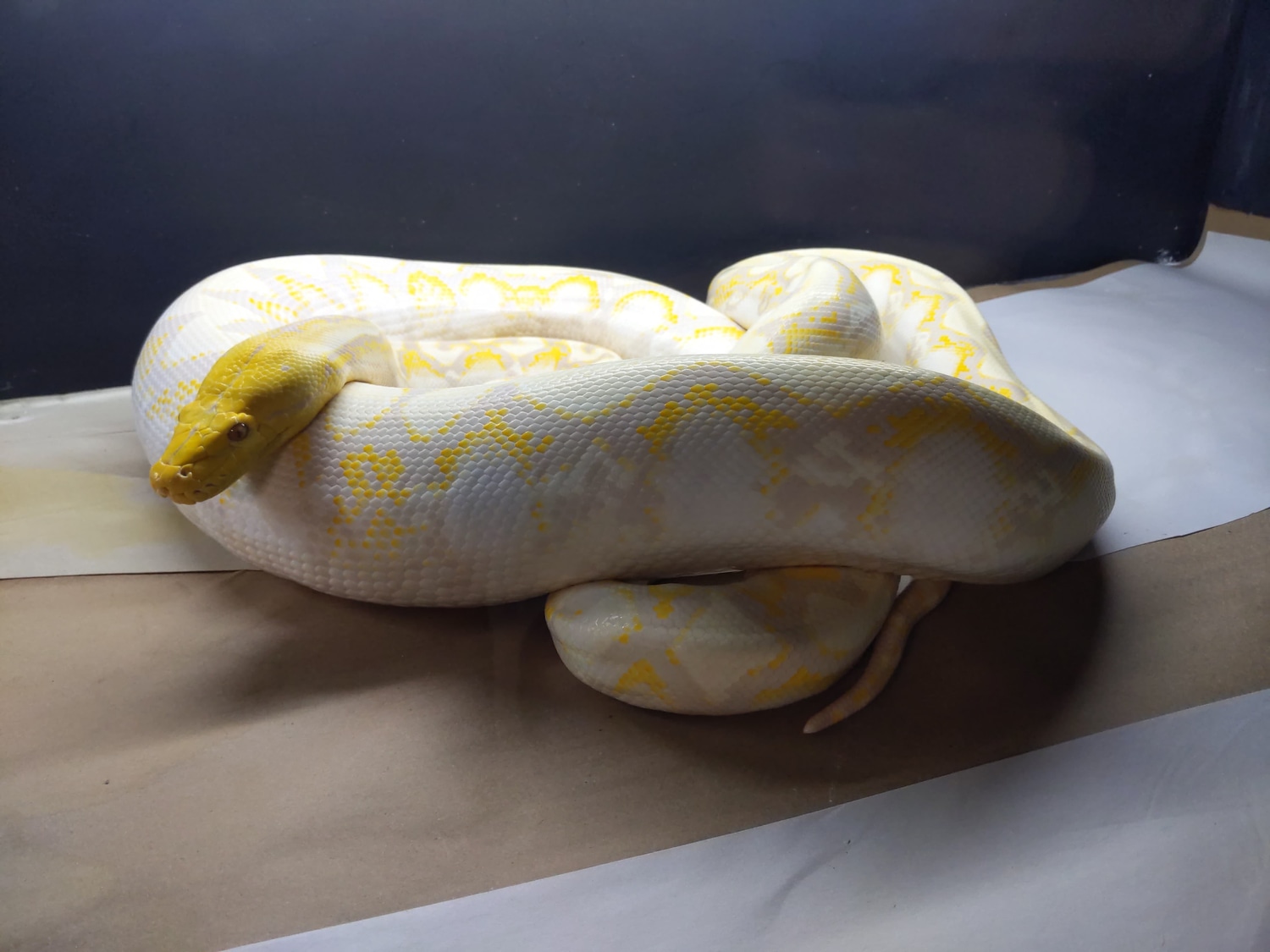 2015 Lavender Albino Het. Anery 33% Kalaotoa, 31.025% Jampea ...