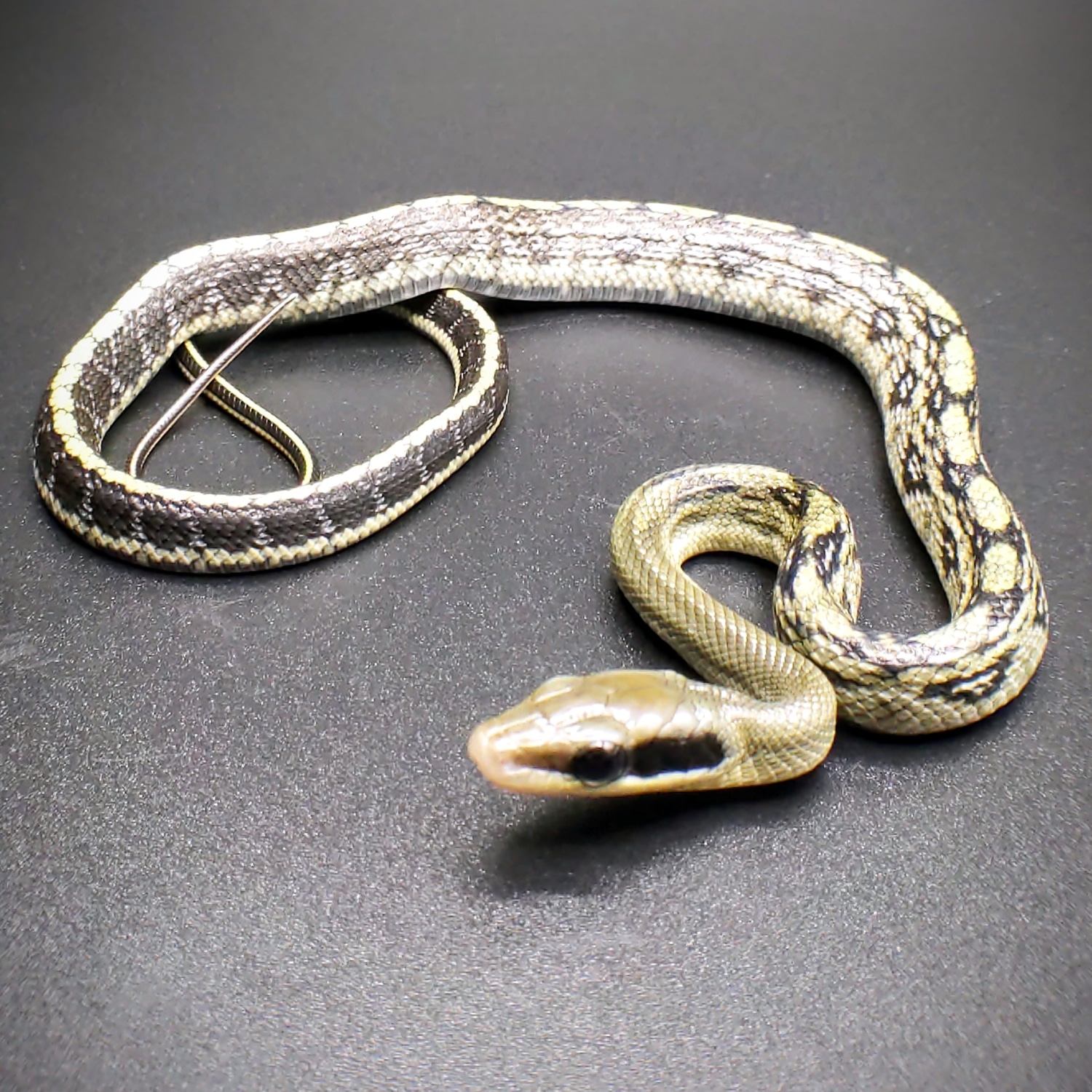 Vietnamese Blue Beauty Rat Snake by Mortal Coil Serpentry - MorphMarket