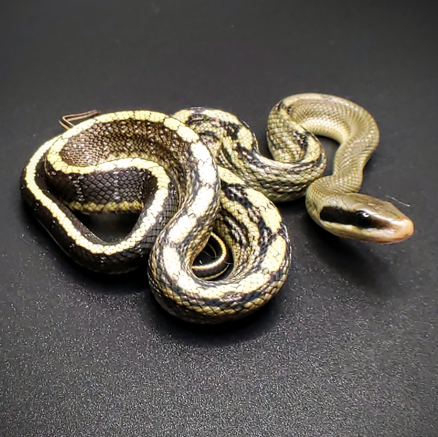 Vietnamese Blue Beauty Rat Snake by Mortal Coil Serpentry - MorphMarket
