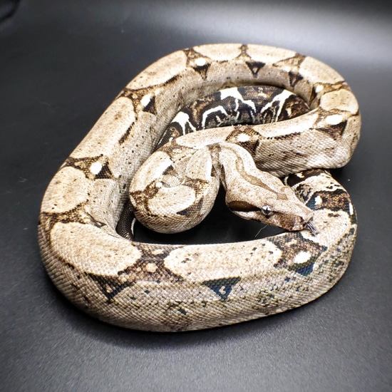 Pastel Dream Anery 1 50% Het. Kahl Boa Constrictor by Mortal Coil Serpentry