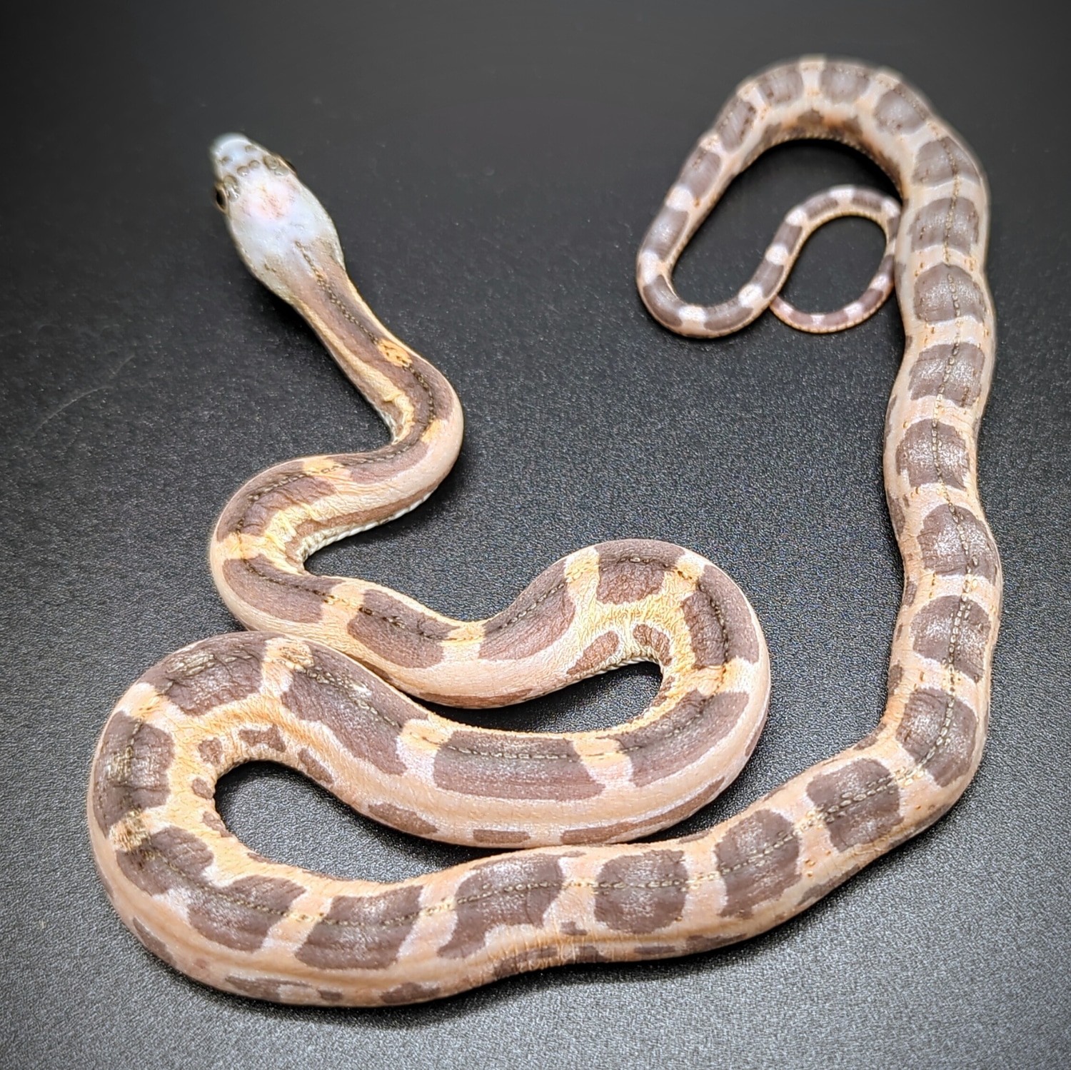 Scaleless, 66% Het. Amel Texas Rat Snake, 2022 Western Rat Snake by ...