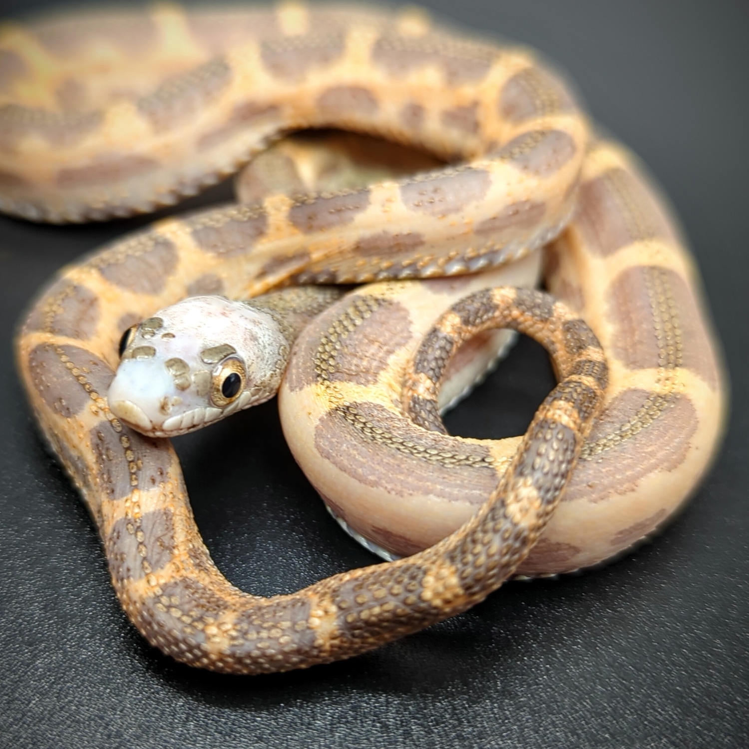 Scaleless, 66% Het. Amel Western Rat Snake by Mortal Coil Serpentry ...