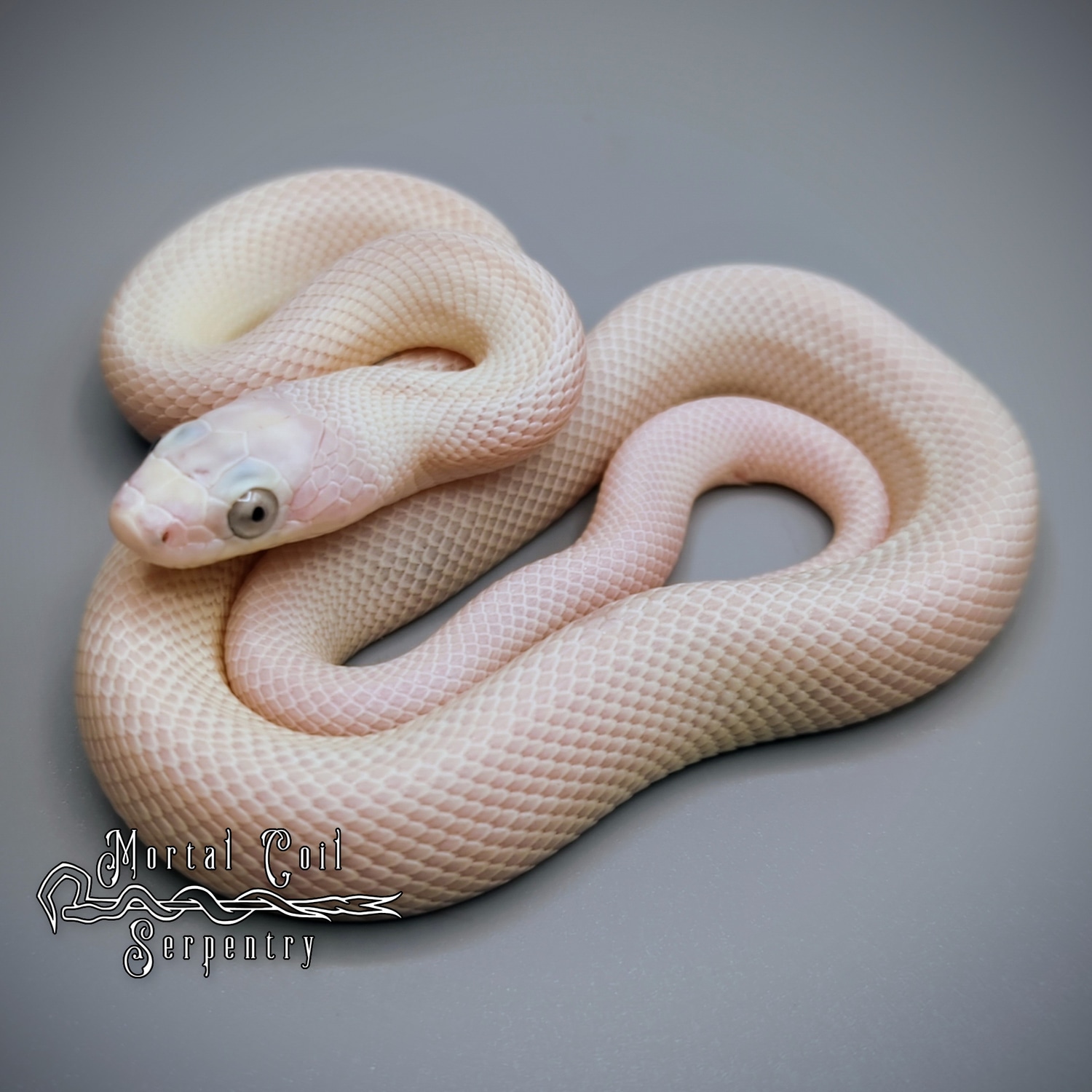"Annie Oakley" 2023 Female Leucistic Texas Rat Snake Western Rat Snake ...