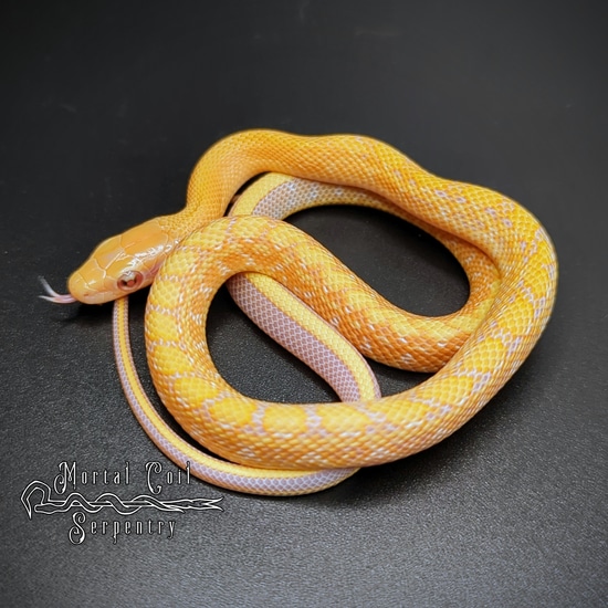 "Aurum" 2023 Female T+ Het Hypo, Calico Chinese Beauty Snake Beauty Rat ...