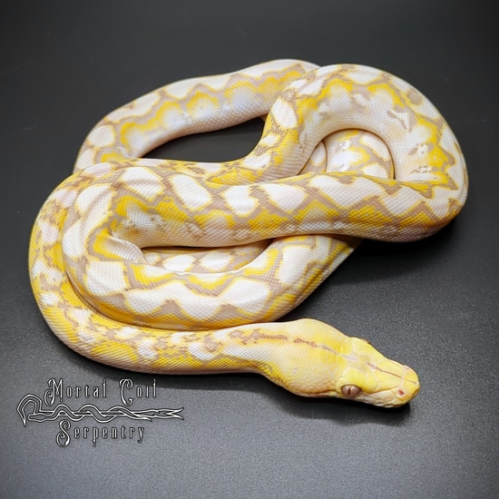 Dwarf Lavender Snow, 2022 Reticulated Python by Mortal Coil Serpentry
