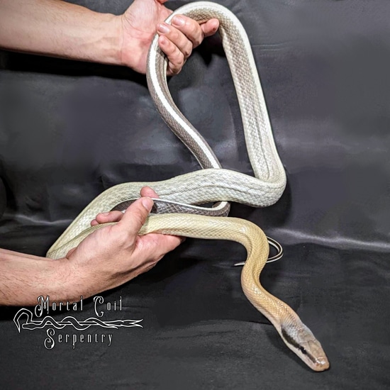 Katniss Beauty Rat Snake by Mortal Coil Serpentry