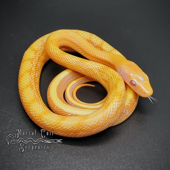 "Aleister" 2023 Male Hypo Het. T+, Calico Chinese Beauty Beauty Rat ...