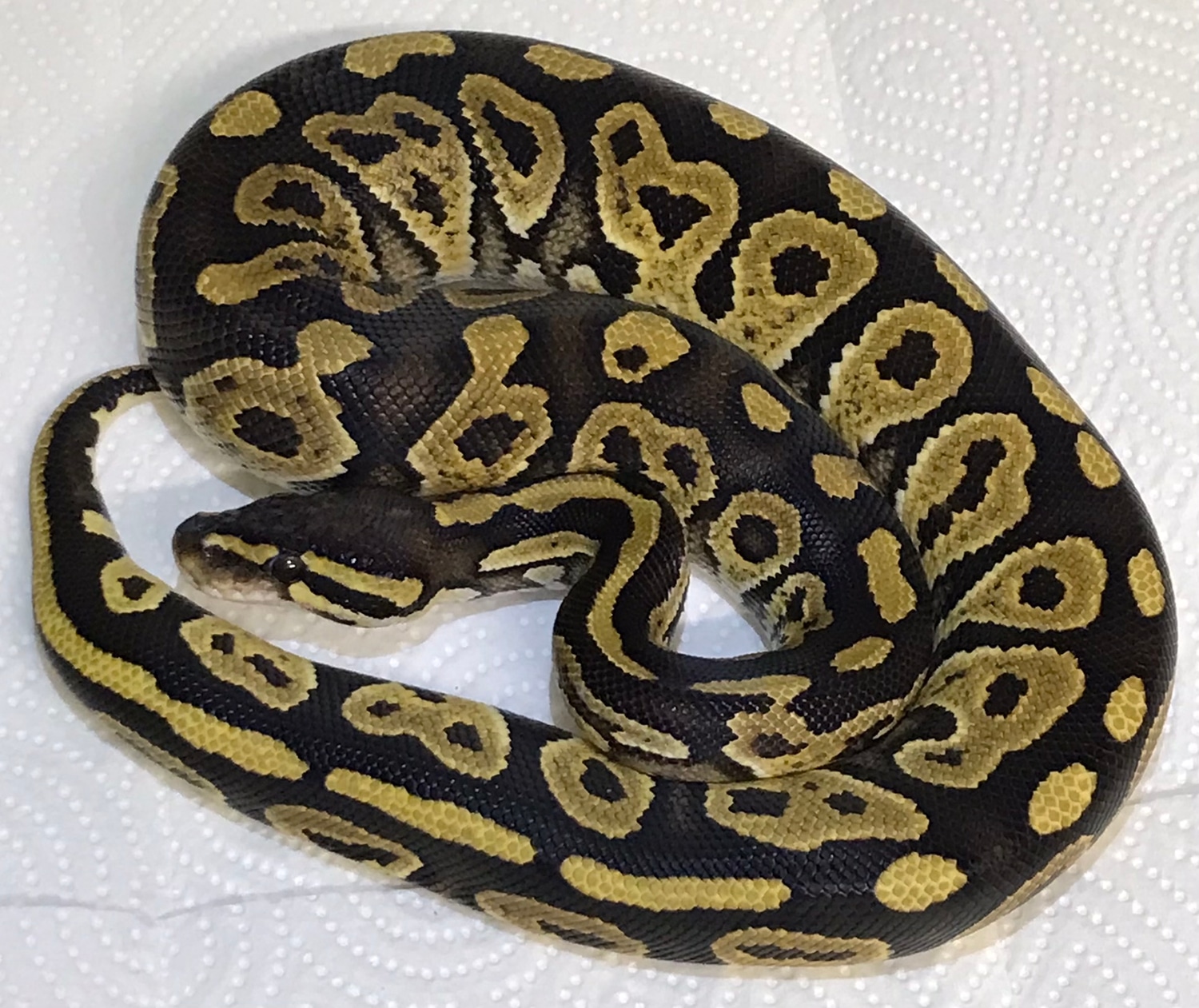 Phantom Asphalt Or Specter Ball Python by Ballcave - MorphMarket