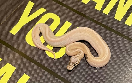 Bongo Super Pastel Sugar Paradox 100 % DH Hypo Clown Ball Python by ...