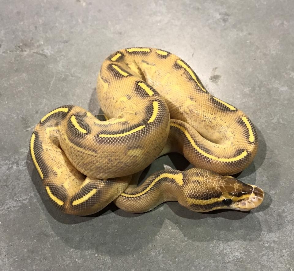 Highway Ball Python by Morton Wright Reptiles - MorphMarket