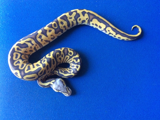 Pastel Leopard Ghost Ball Python by Morton Wright Reptiles