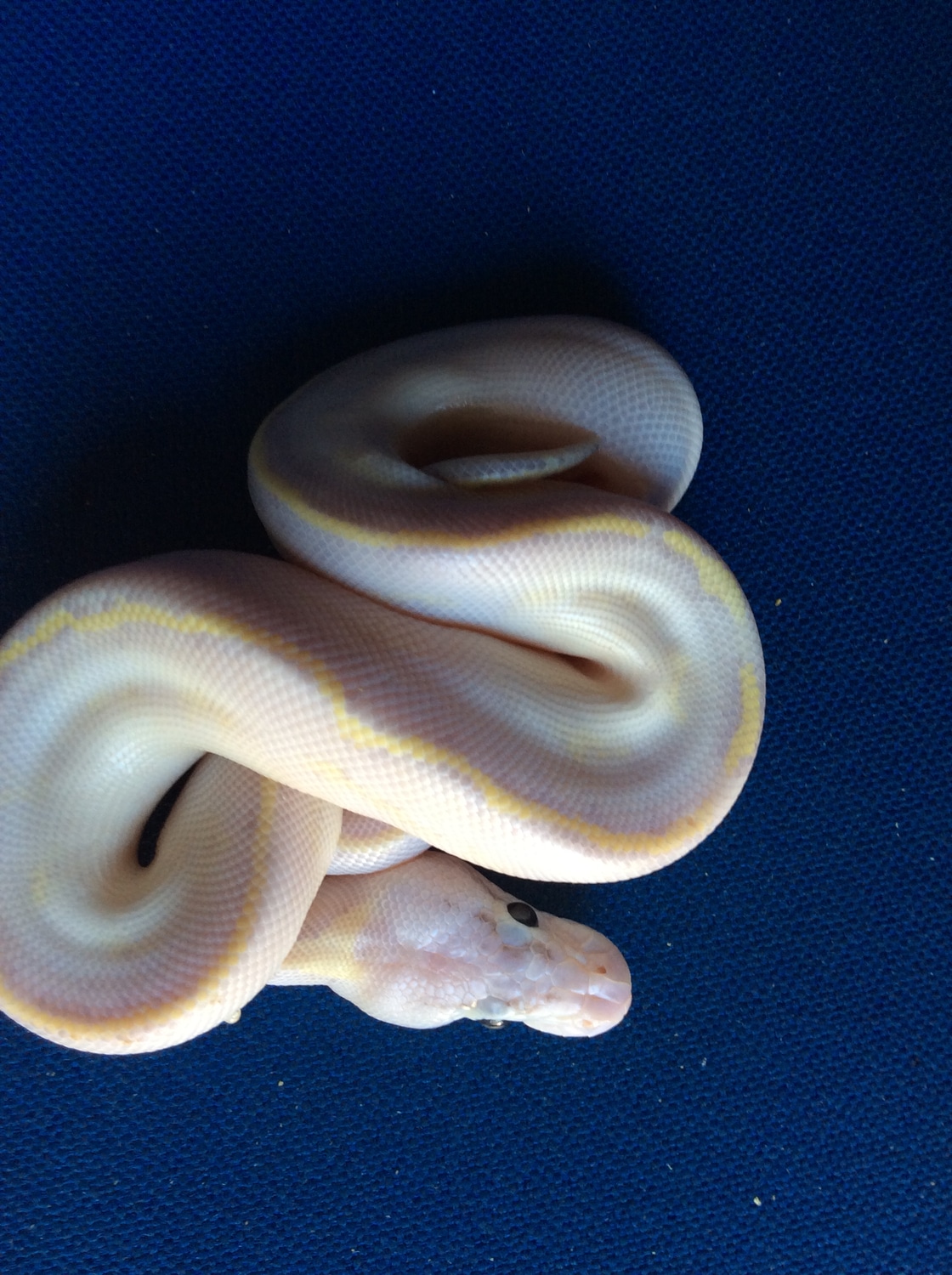 Pastel Ivory Ball Python by Morton Wright Reptiles - MorphMarket
