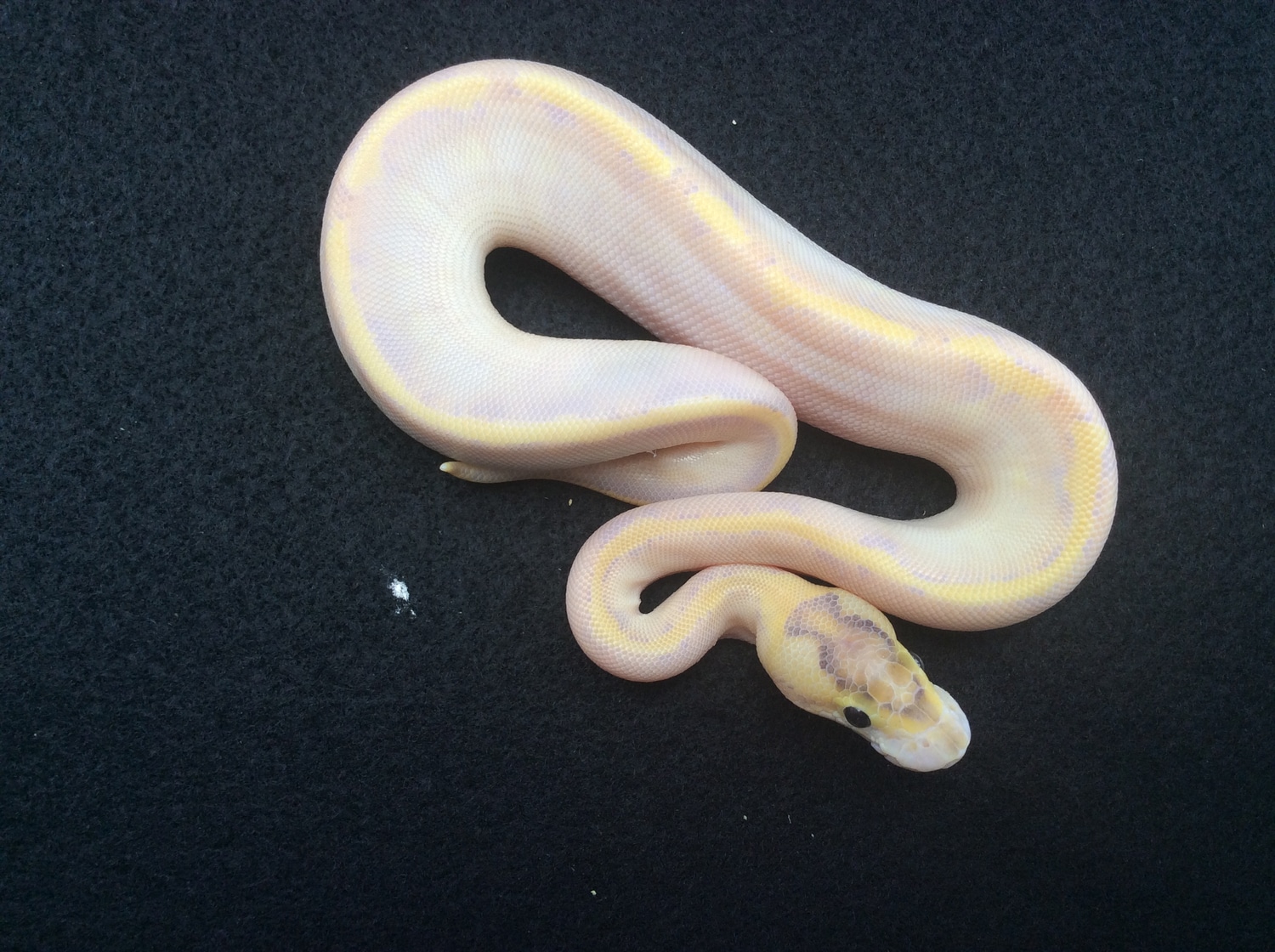 Enchi Ivory Ball Python by Morton Wright Reptiles - MorphMarket