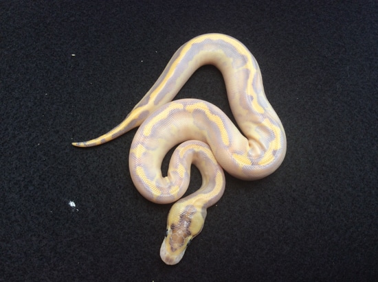 Enchi Leopard Ivory Ball Python by Morton Wright Reptiles