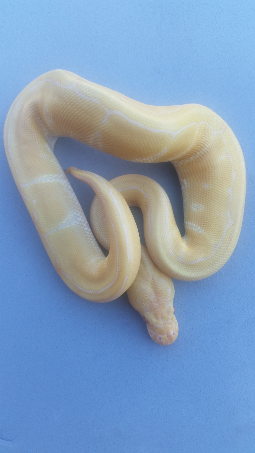 Pinstripe Albino Ball Python by Morton Wright Reptiles - MorphMarket
