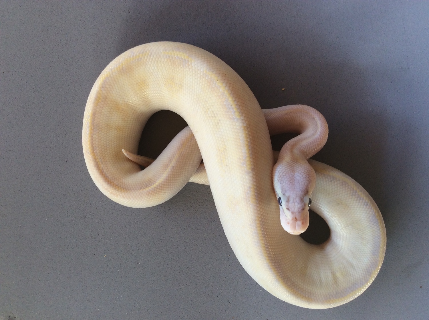 Pastel Ivory Ball Python by Morton Wright Reptiles - MorphMarket