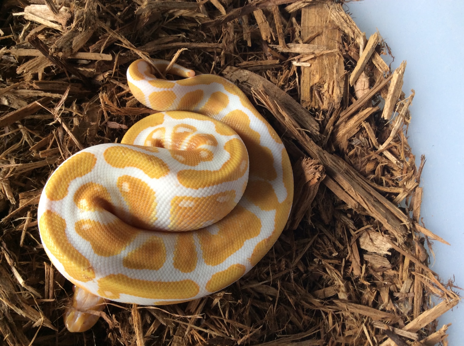 High Contrast Albino Ball Python by Morton Wright Reptiles - MorphMarket