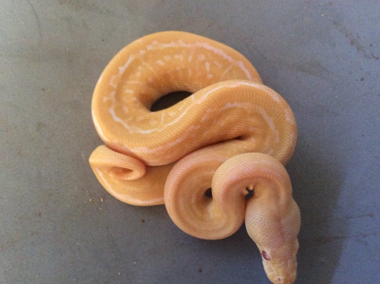 Black Pastel Pinstripe Albino Ball Python by Morton Wright Reptiles