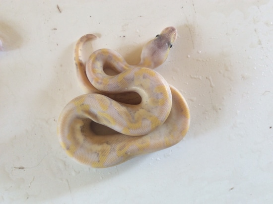 Superpastel Enchi Mimosa Ball Python by Morton Wright Reptiles
