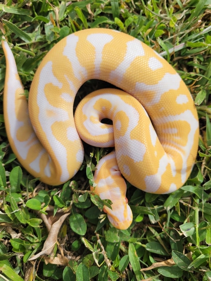 Leopard Enchi Albino Ball Python by Morton Wright Reptiles