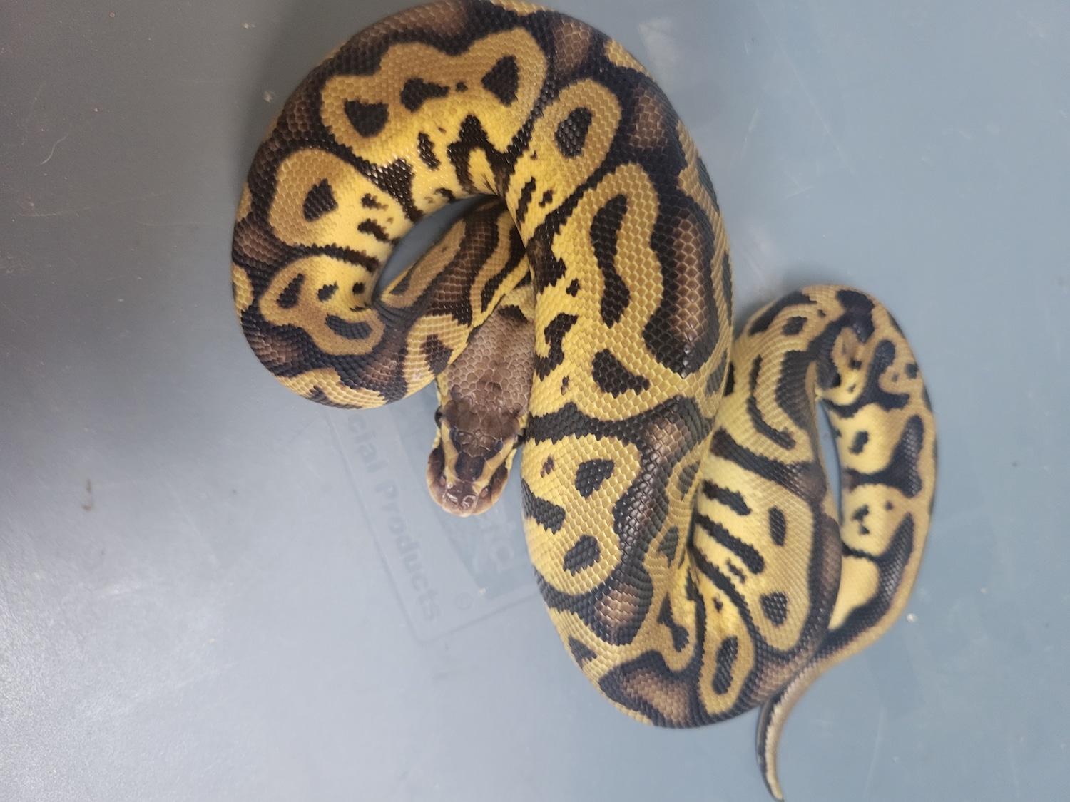 2021pastel Leopard Gravel Ball Python by Morton Wright Reptiles ...