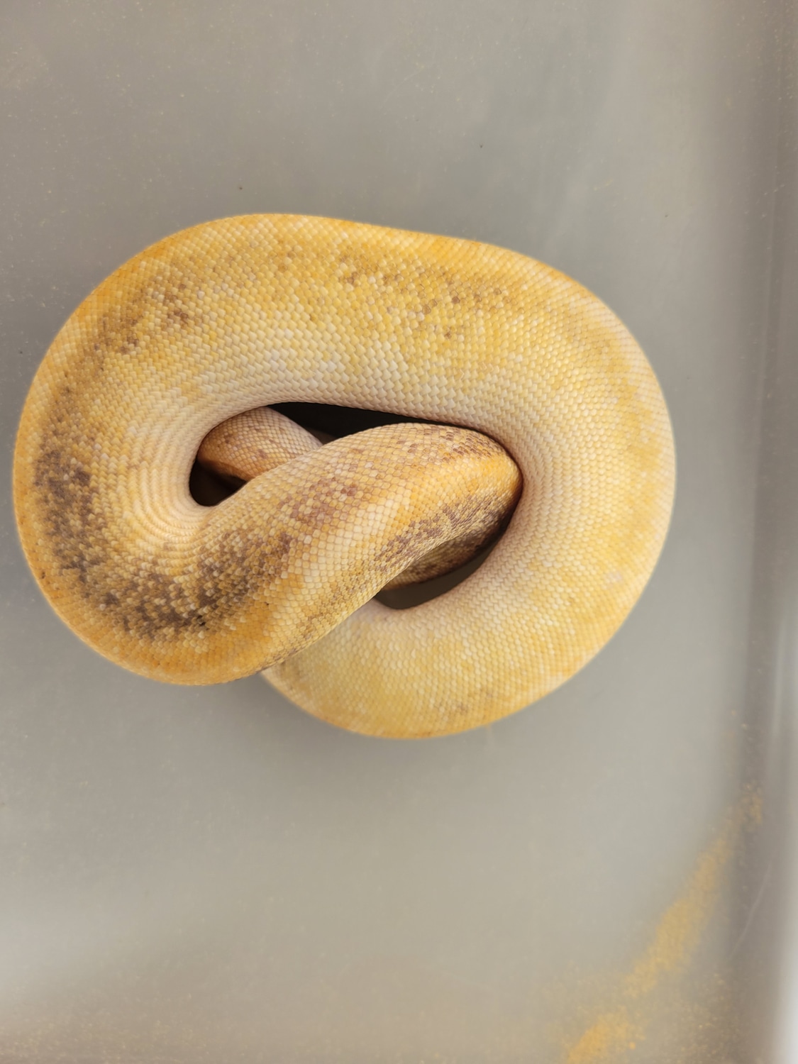 2021pastel Chocolate Mimosa Ball Python by Morton Wright Reptiles ...