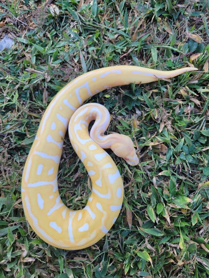 2021leopard Spotnose Albino Ball Python by Morton Wright Reptiles