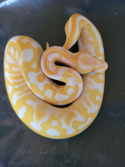 Leopard Albino Male Ball Python by Morton Wright Reptiles