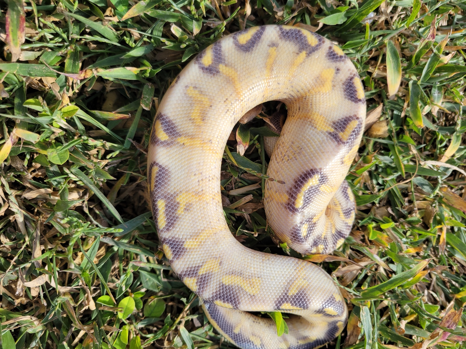 Super Pastel Super Gravel Ball Python by Morton Wright Reptiles ...